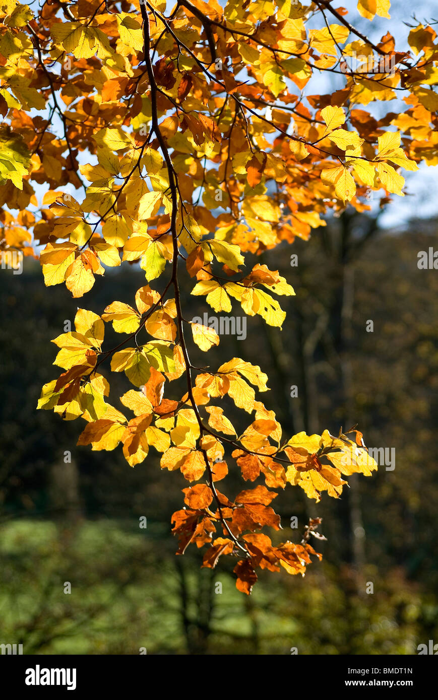 Autumn (fall) colours in Strid Wood, Bolton Abbey, North Yorkshire ...