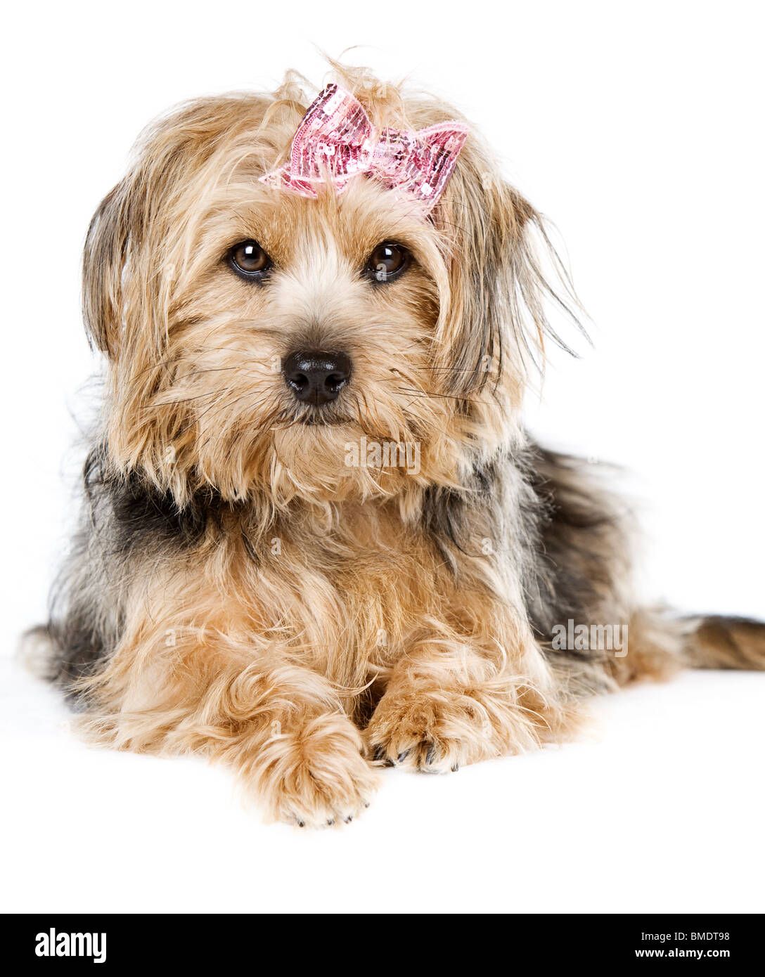 Yorkshire terrier cross hi-res stock photography and images - Alamy