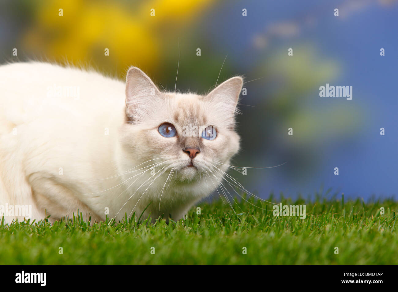 Sacred Cat of Birma, blue-tabby-point / Birman Stock Photo - Alamy