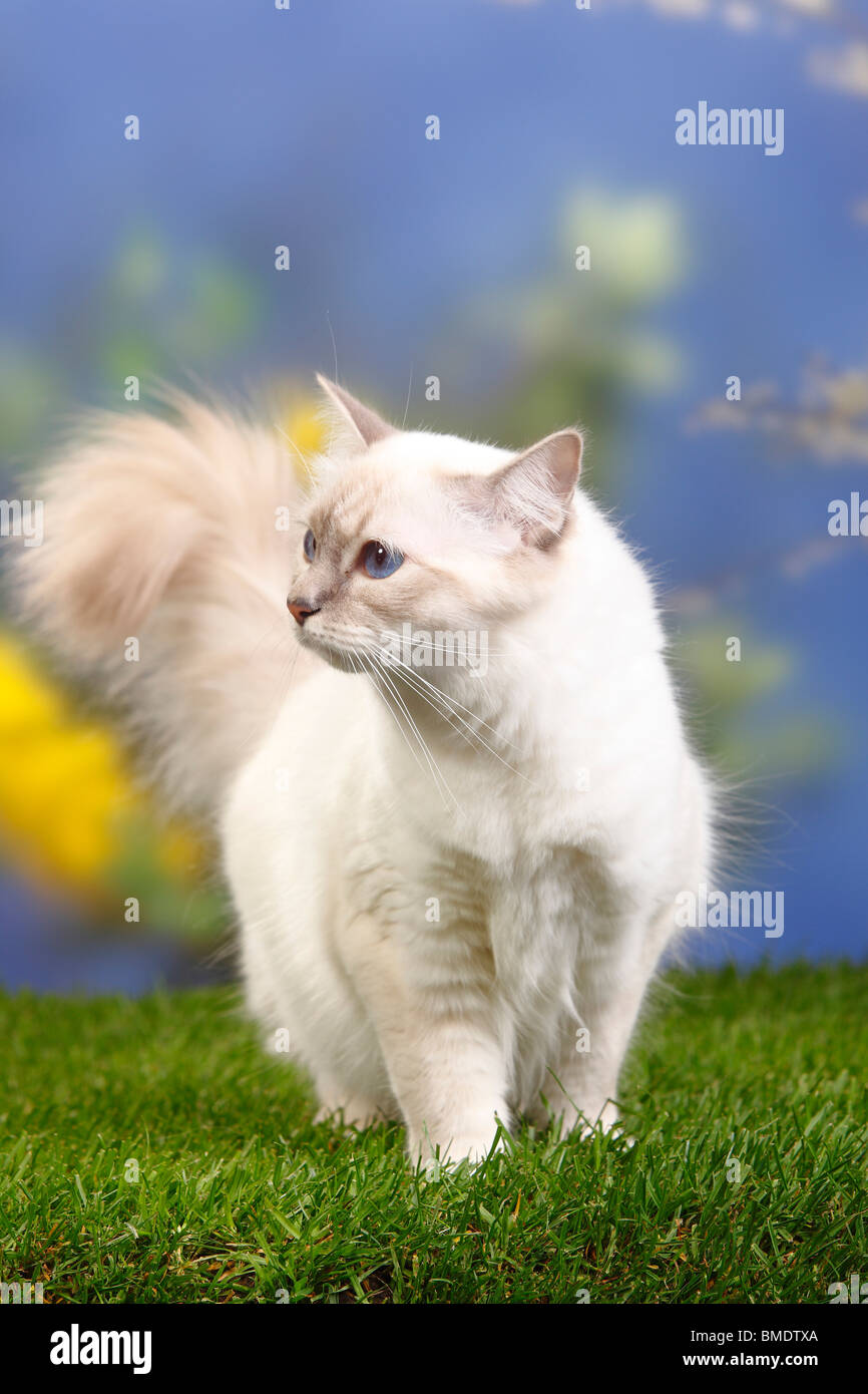 Sacred Cat of Birma, blue-tabby-point / Birman Stock Photo - Alamy