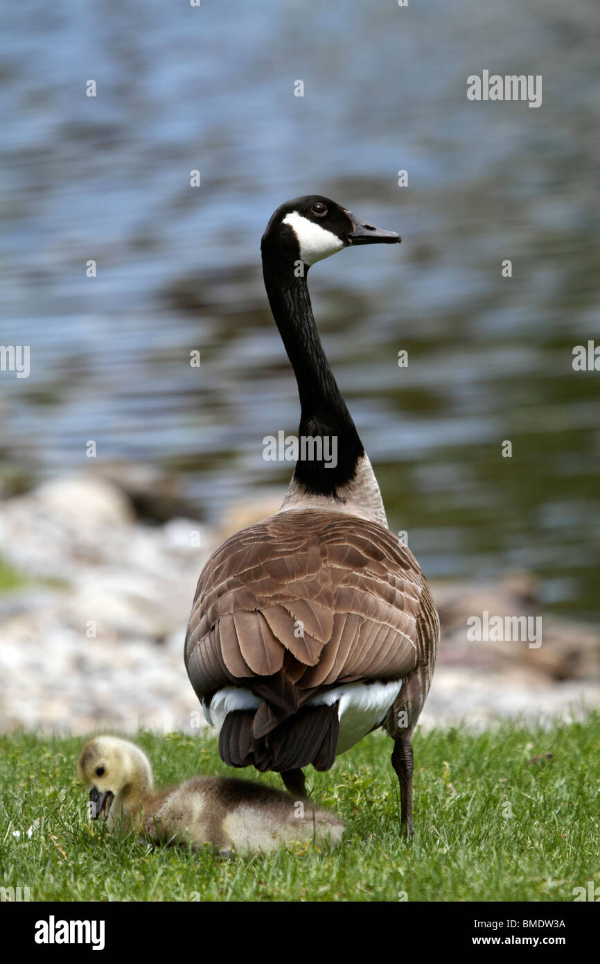Canada Goose and Gosling, Branta canadensis, near side of pond Stock ...