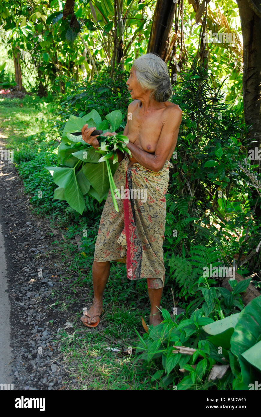 bali aga old lady , collecting fodder for her pigs , sembrian , bali ...