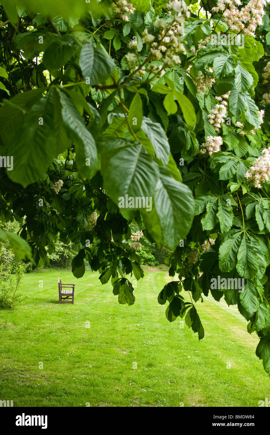 Spreading chestnut tree hi-res stock photography and images - Alamy