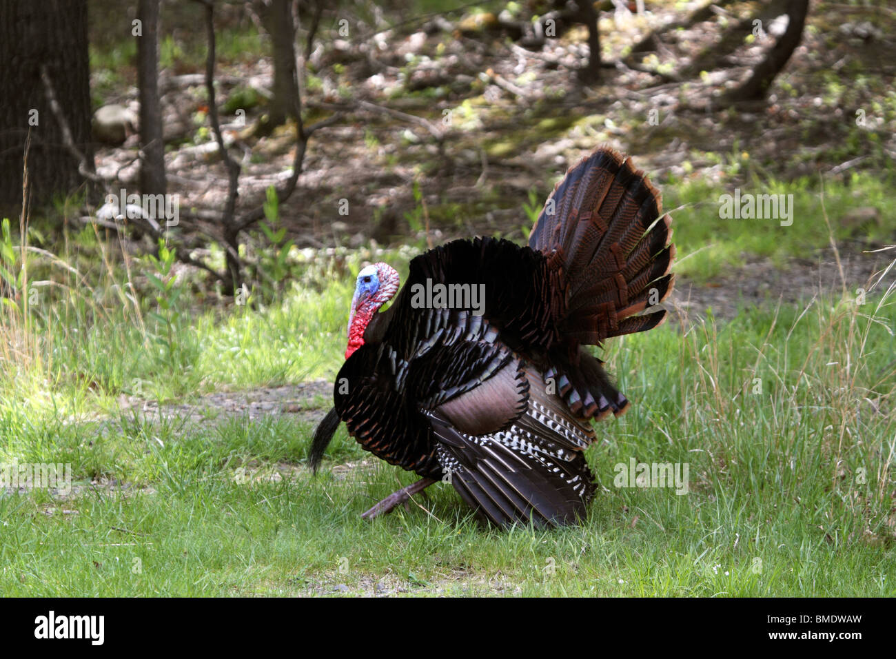 Male turkeys hi-res stock photography and images - Alamy