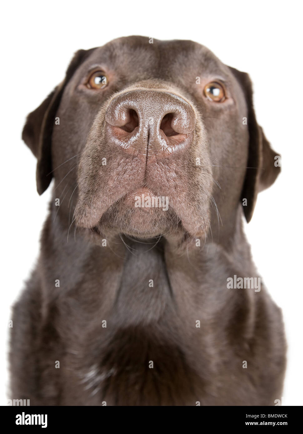 Beautiful Studio Shot of a Chocolate Labrador against White Background ...
