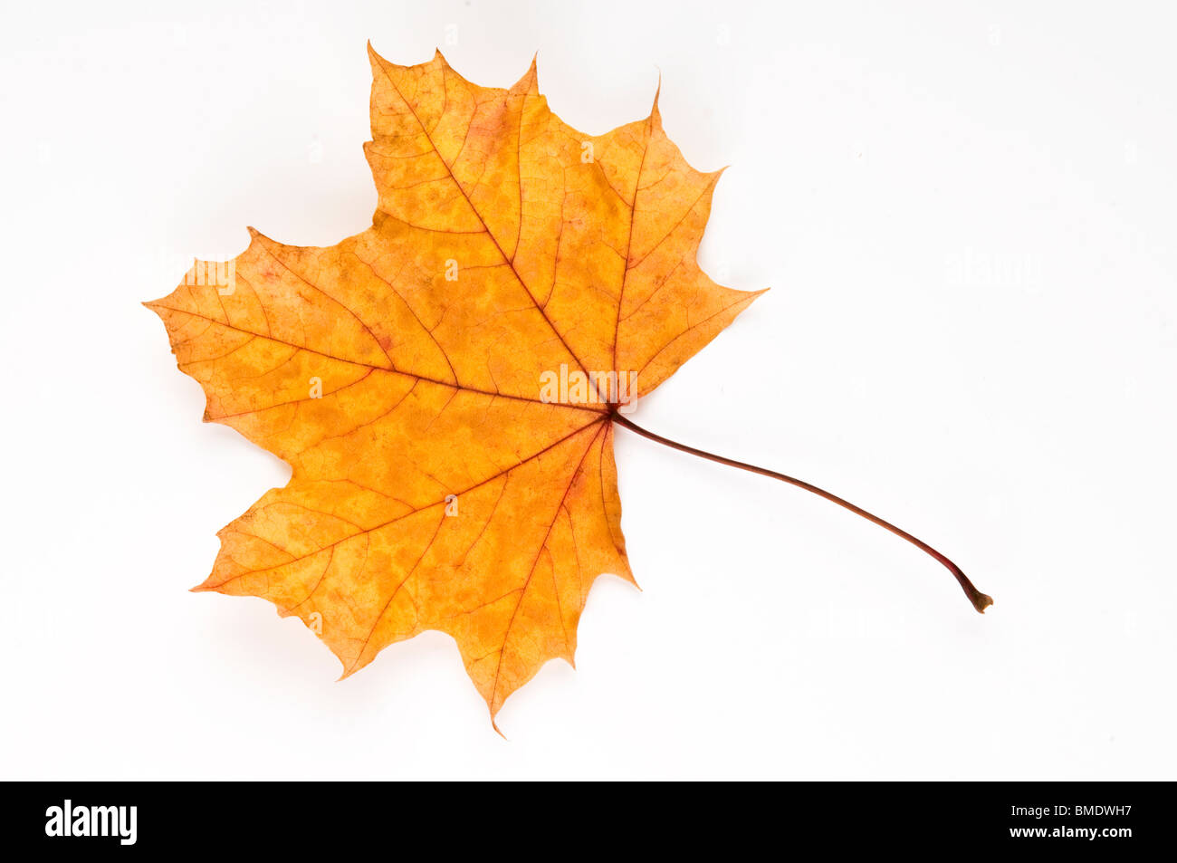 a brown London Plane tree leaf in Autumn colours Stock Photo - Alamy