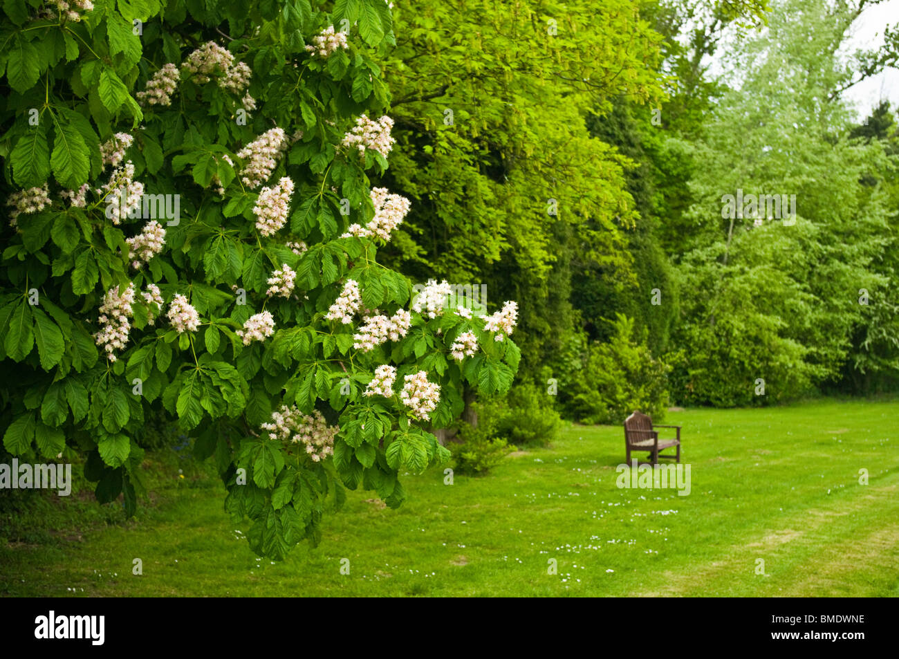 Horse chestnut tree hi-res stock photography and images - Alamy