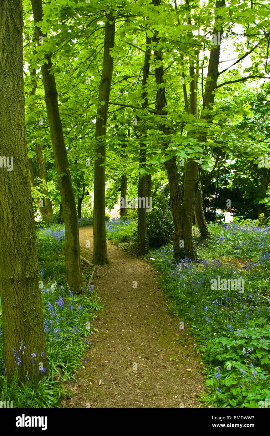 Path through bluebell woods Stock Photo - Alamy