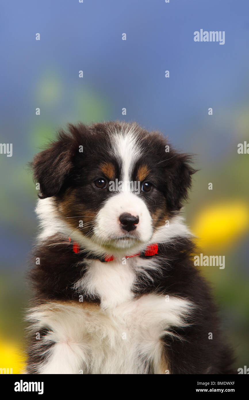 Black Tri Australian Shepherd