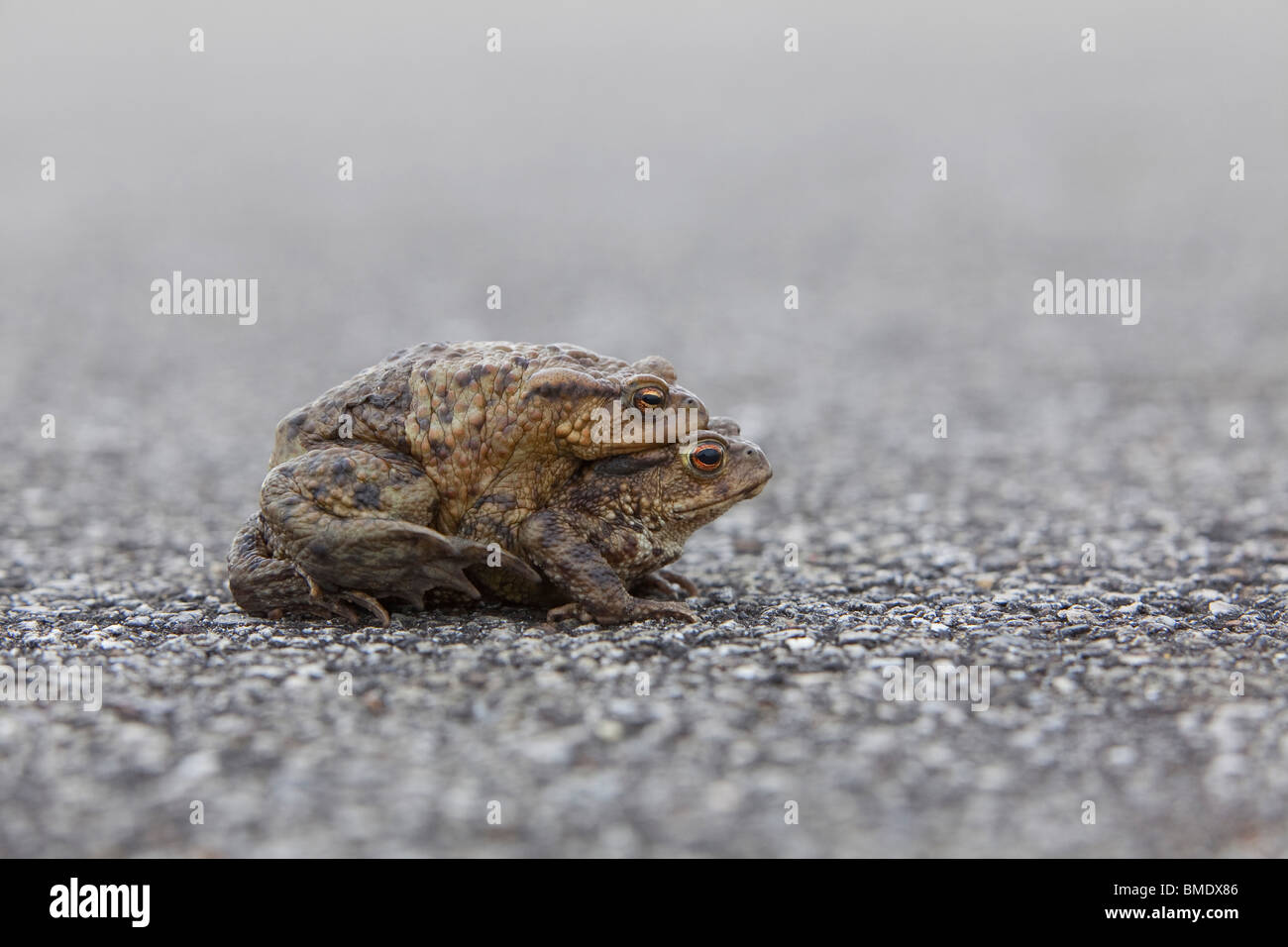 Common toads (bufo bufo) mating while crossing a road in England Stock Photo - Alamy