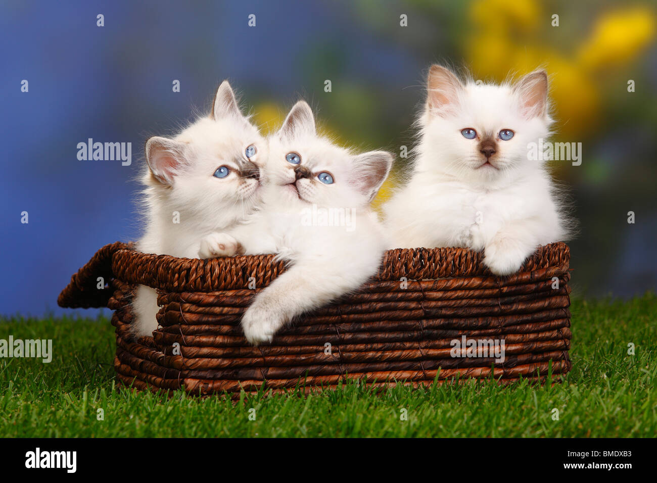 7 weeks birman hi-res stock photography and images - Alamy