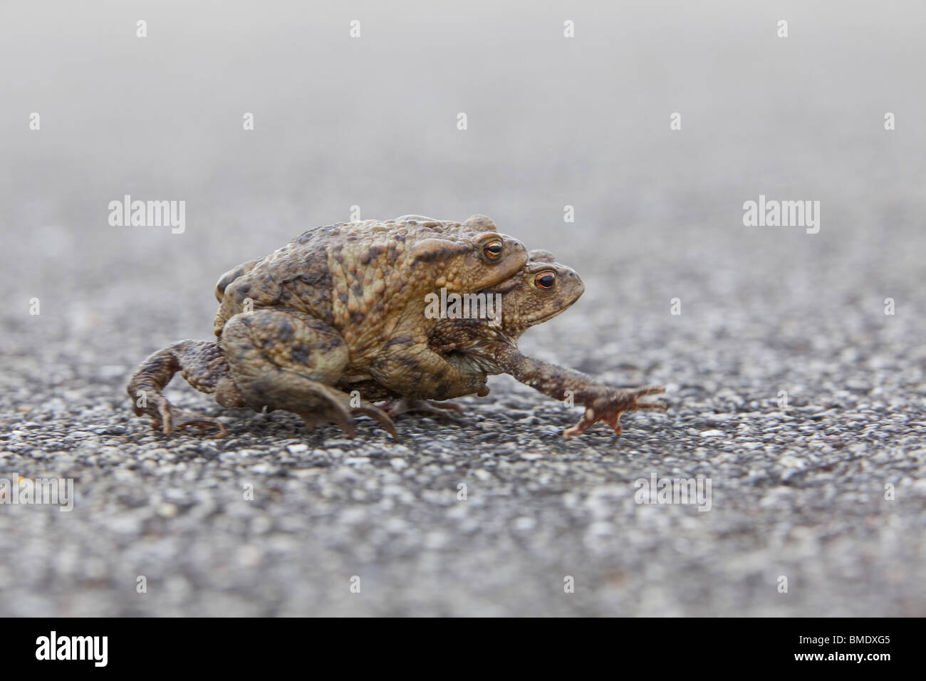 Common toads (bufo bufo) mating while crossing a road in England Stock ...