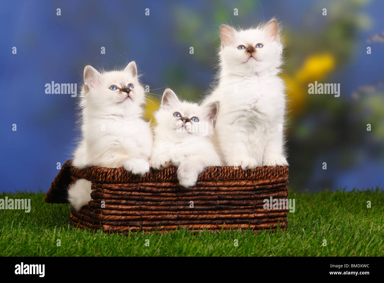 7 weeks birman hi-res stock photography and images - Alamy