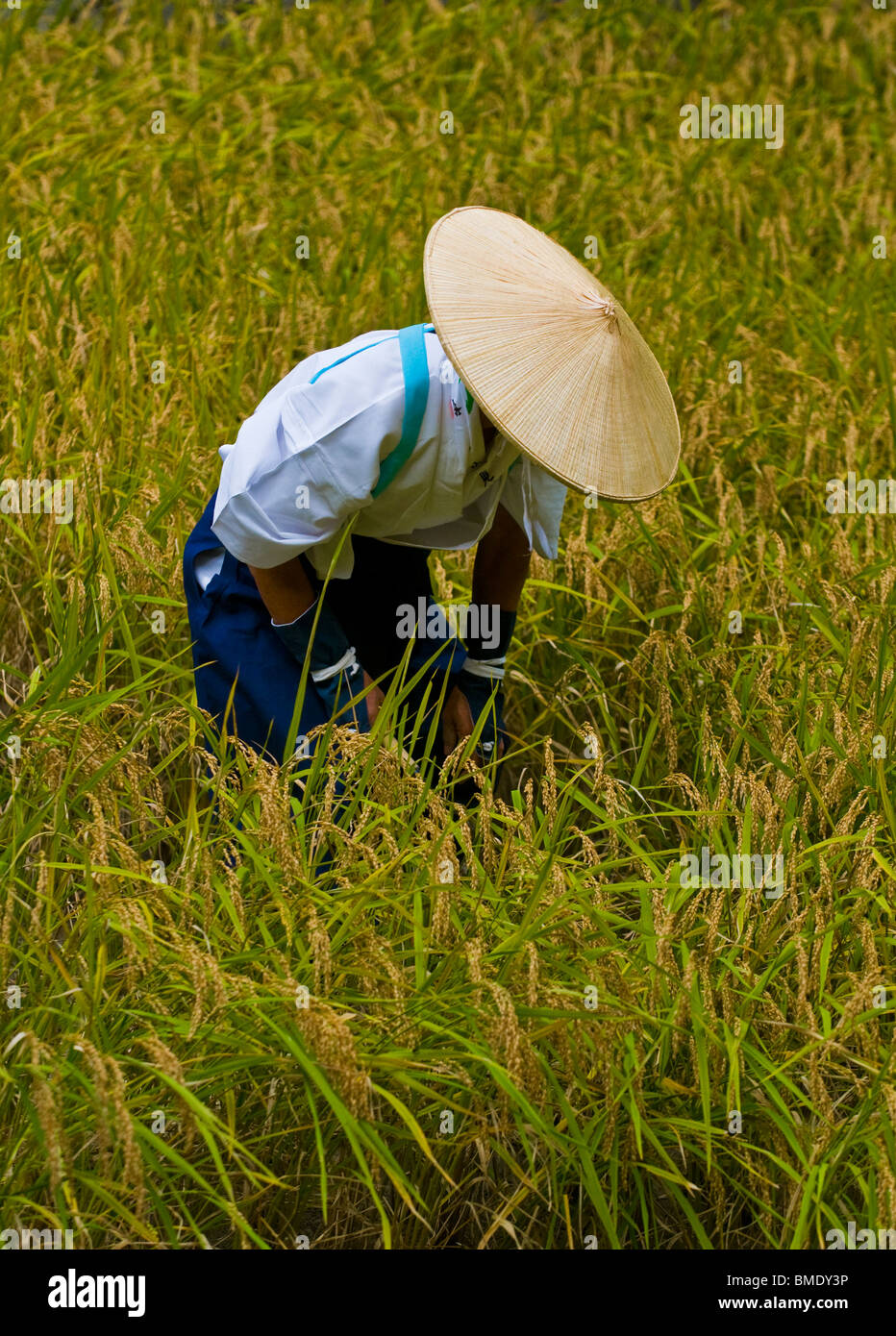 Rice harvest ceremony in Kyoto Japan Stock Photo - Alamy