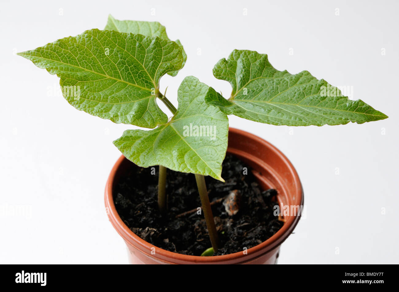 Sprouting bean plant hi-res stock photography and images - Alamy