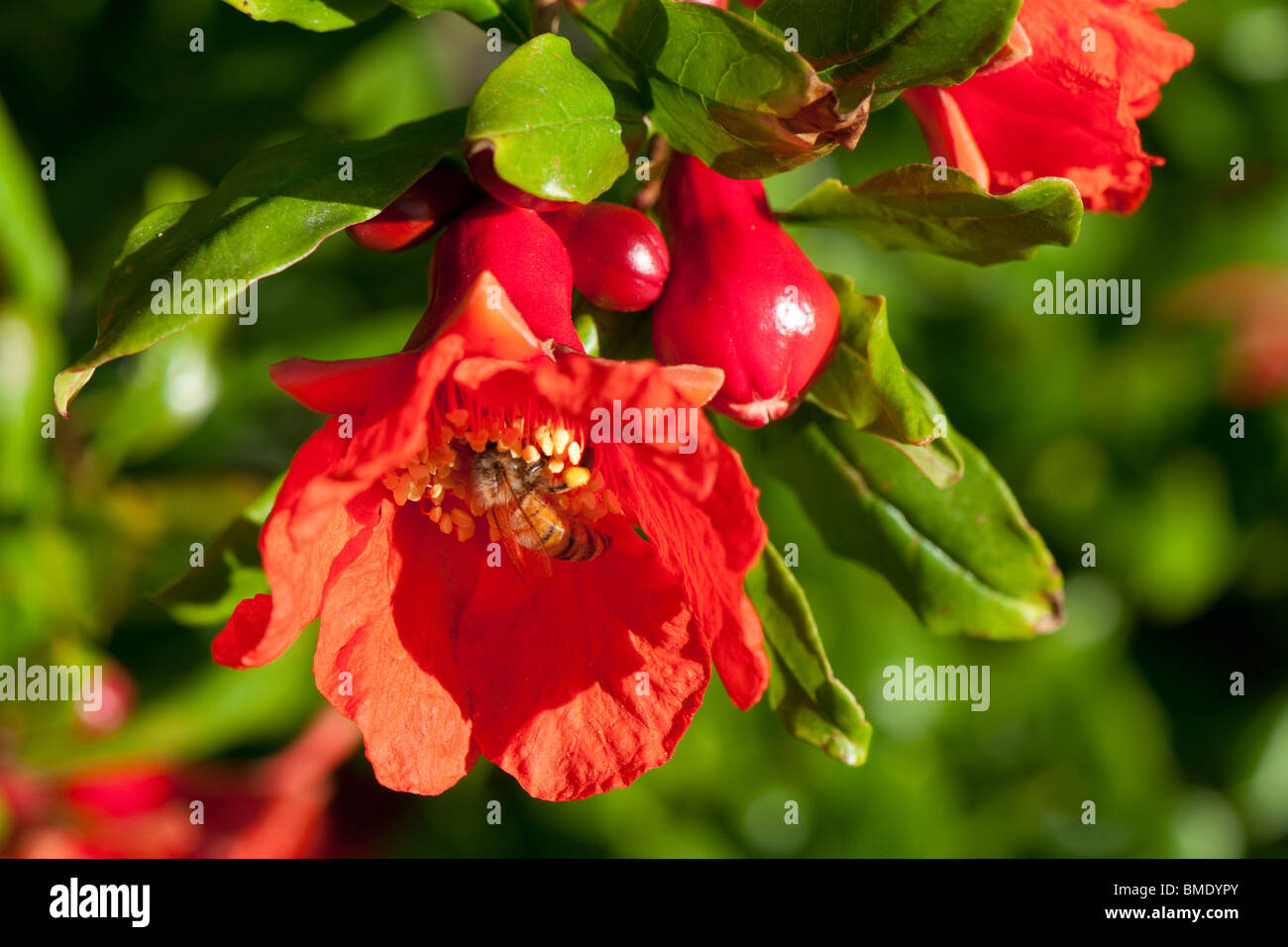 Pomegranate blossom Stock Photo: 29810675 - Alamy