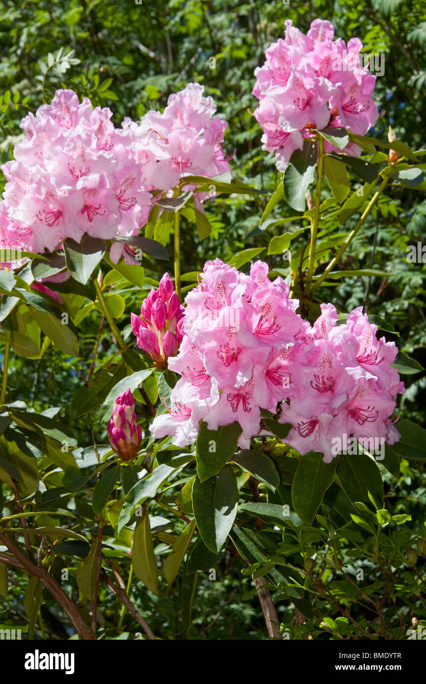 Pink Rhododendron flowers in May. vertical 107118 Rhododendrons Stock ...