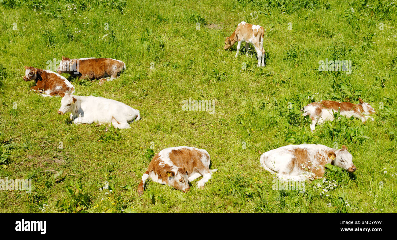 Seven calves lying in the sun on a hot day Stock Photo - Alamy