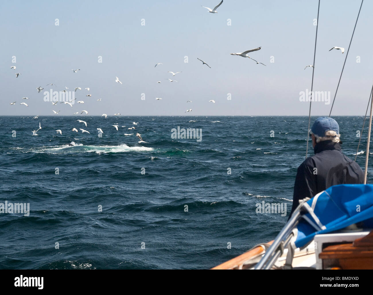 Blue whale footprint hi-res stock photography and images - Alamy