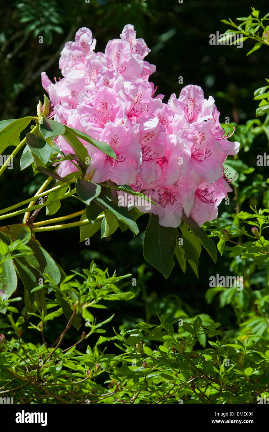 Pink Rhododendron flowers in May. vertical 107113 Rhododendrons Stock ...