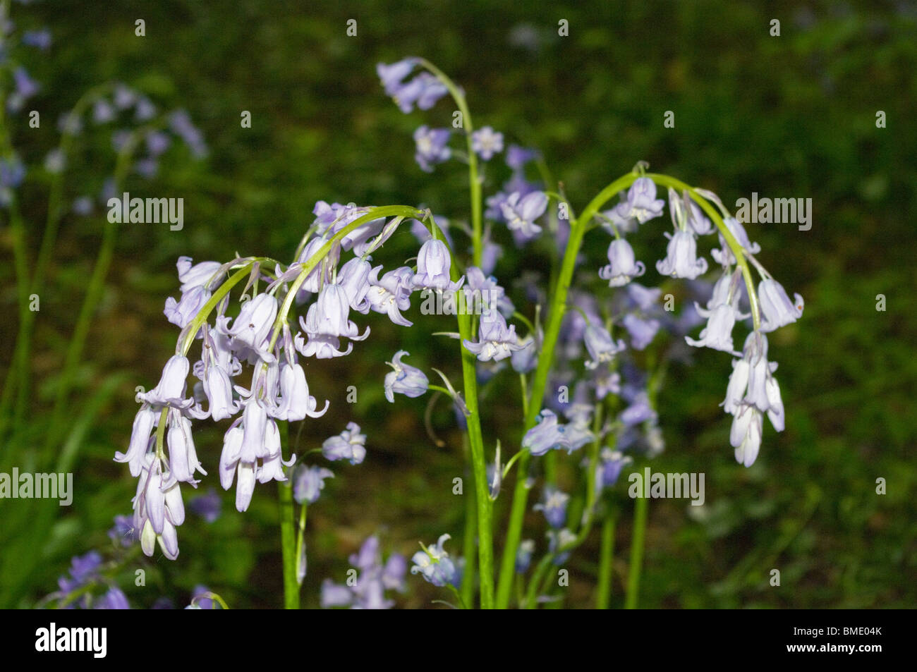 Pale coloured bluebells Stock Photo - Alamy