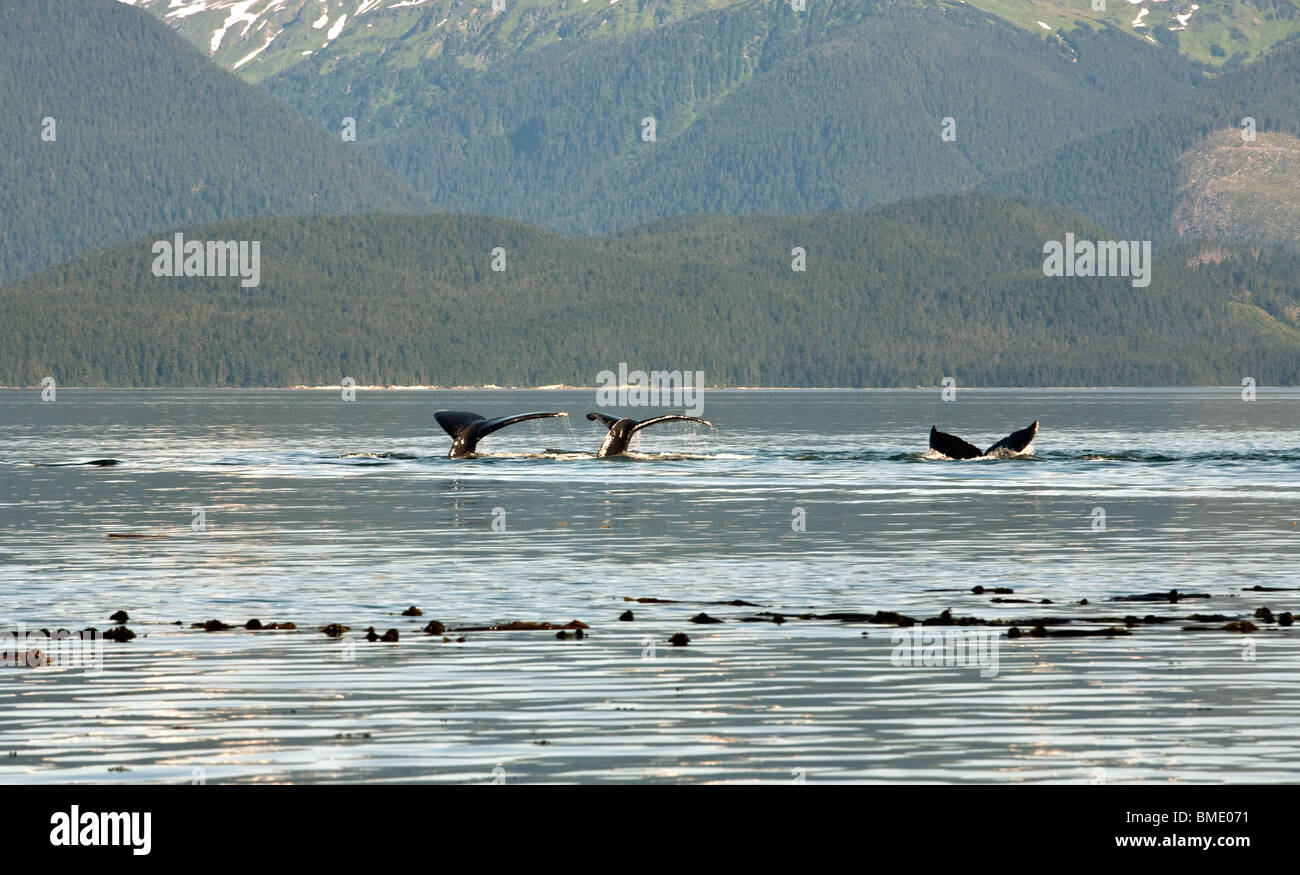 Humpback Whales in evening light, Alaska Stock Photo - Alamy