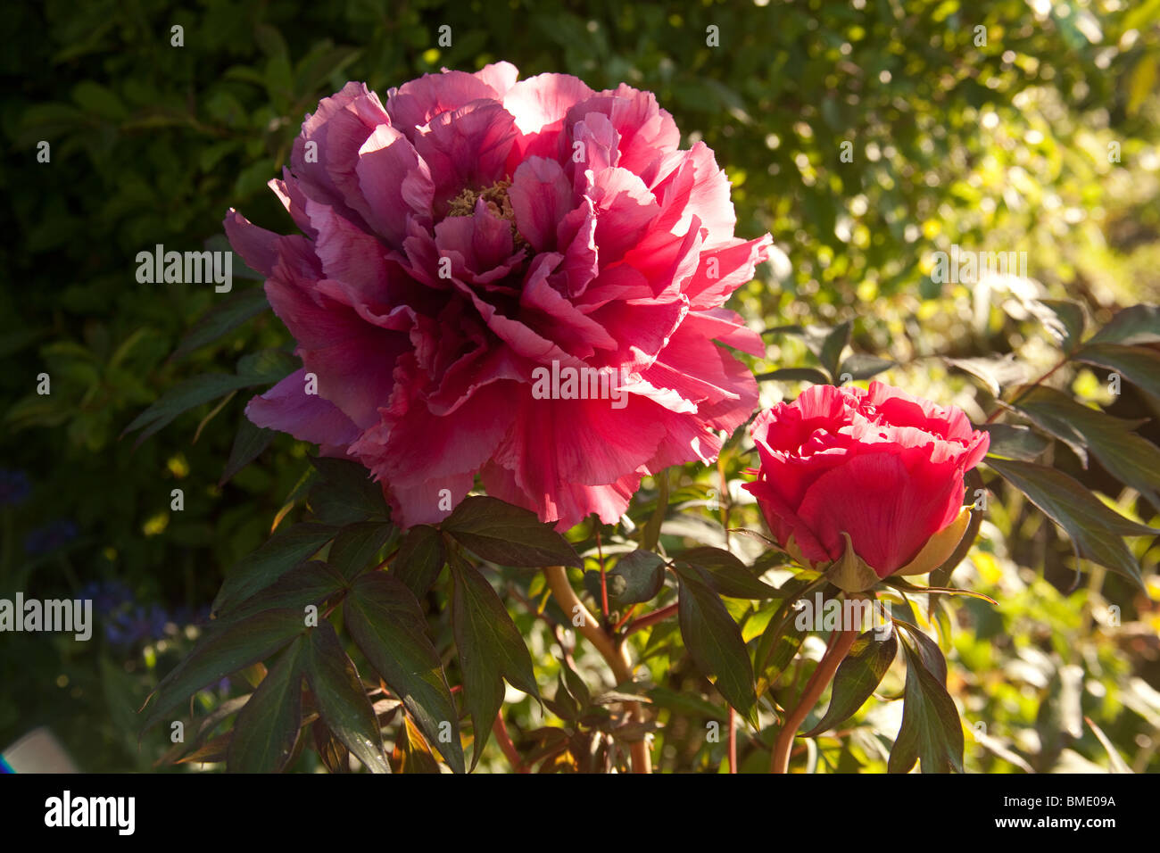 Tree Peony Flower High Resolution Stock Photography and Images - Alamy