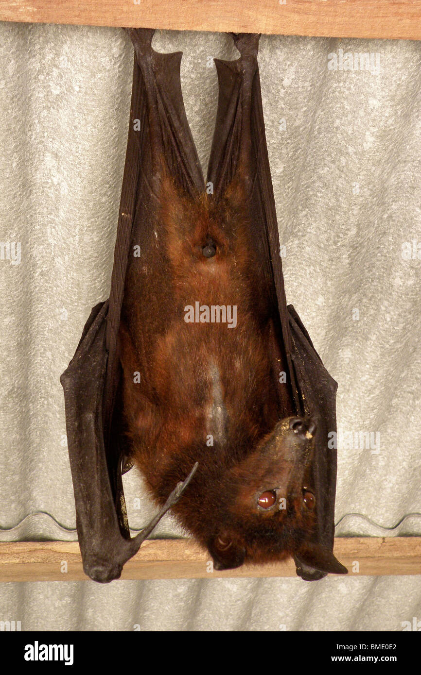 bat, Bali, Indonesia Stock Photo - Alamy