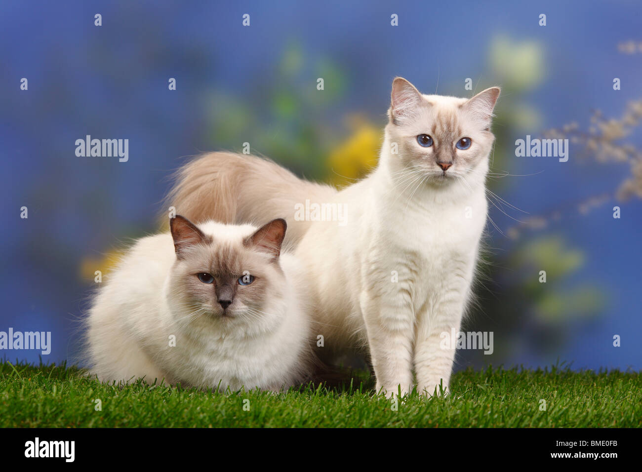 Sacred Cats of Birma, blue-point and blue-tabby-point / Birman Stock ...
