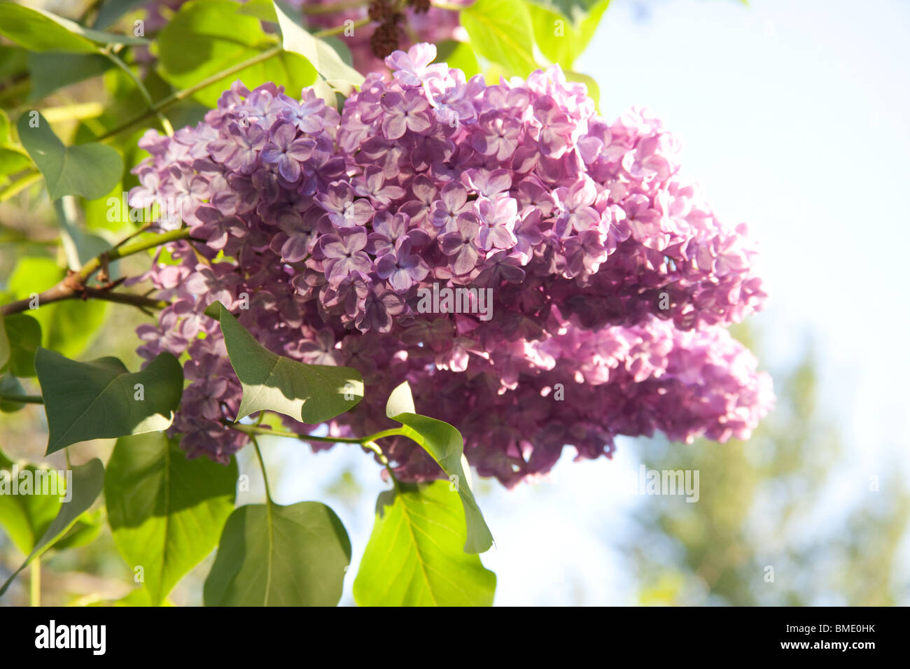 Buddleia buddleia davidii hi-res stock photography and images - Alamy
