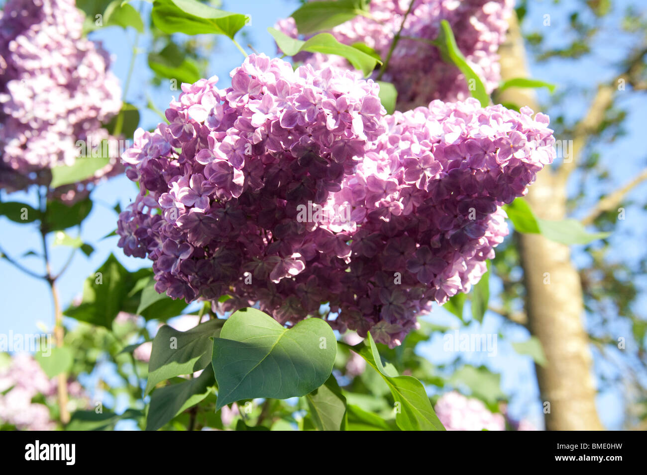 Buddleia Davidii High Resolution Stock Photography and Images - Alamy
