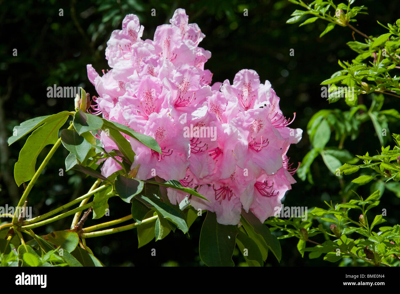 Pink Rhododendron flowers in May. Horizontal 107115 Rhododendrons Stock ...