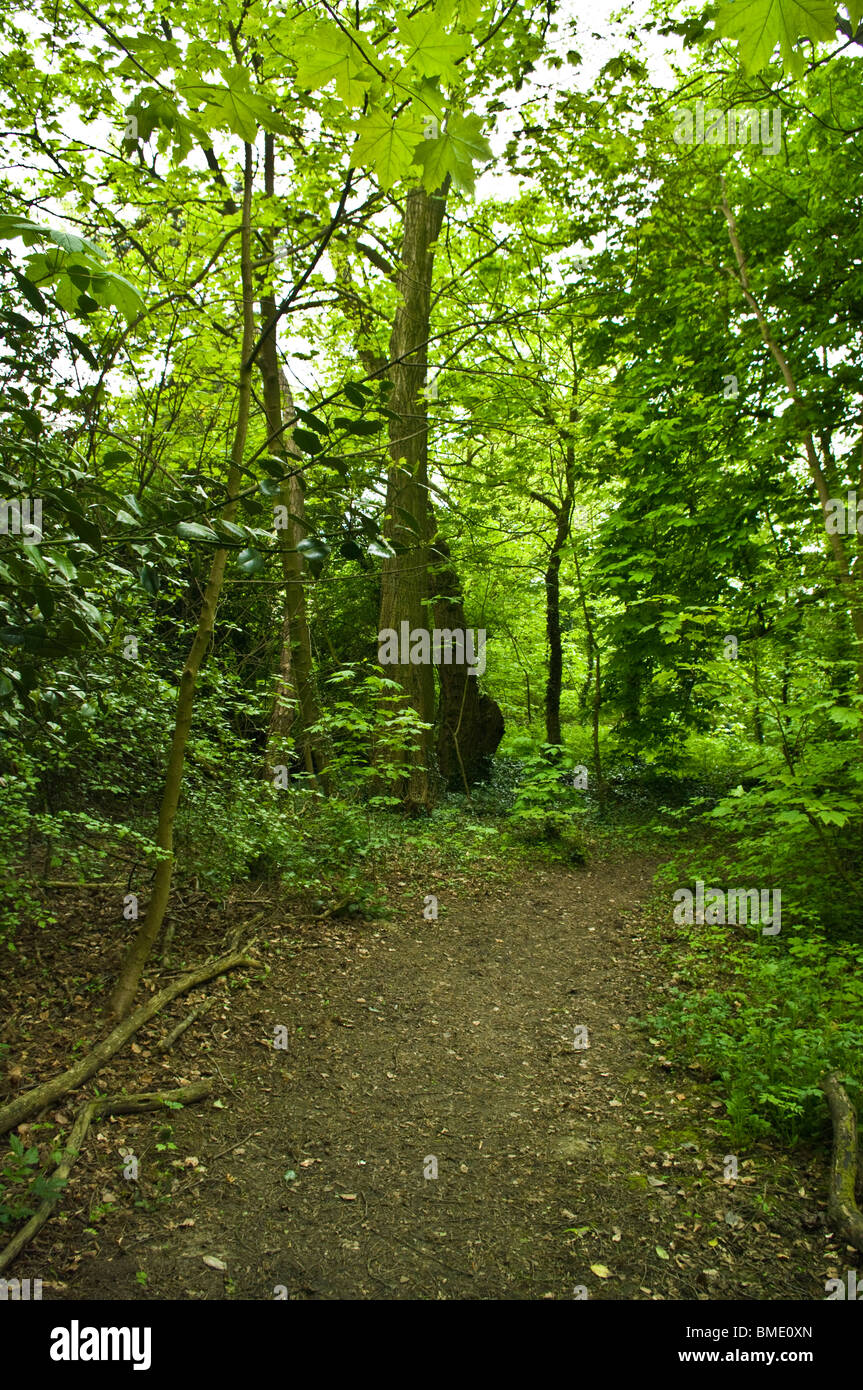 Woodland path in springtime Stock Photo - Alamy