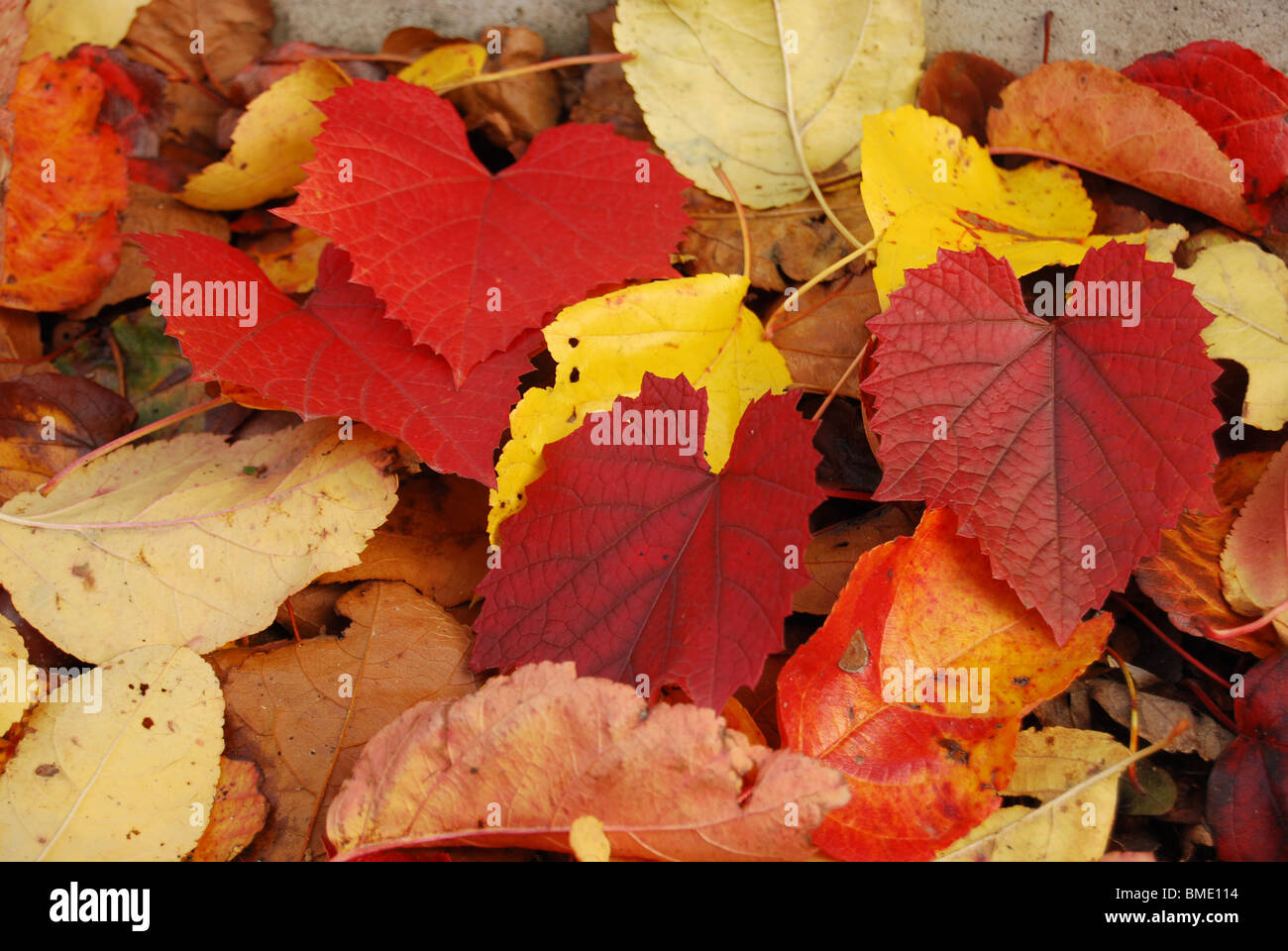 closeup autumn red and yellow leaves Stock Photo - Alamy