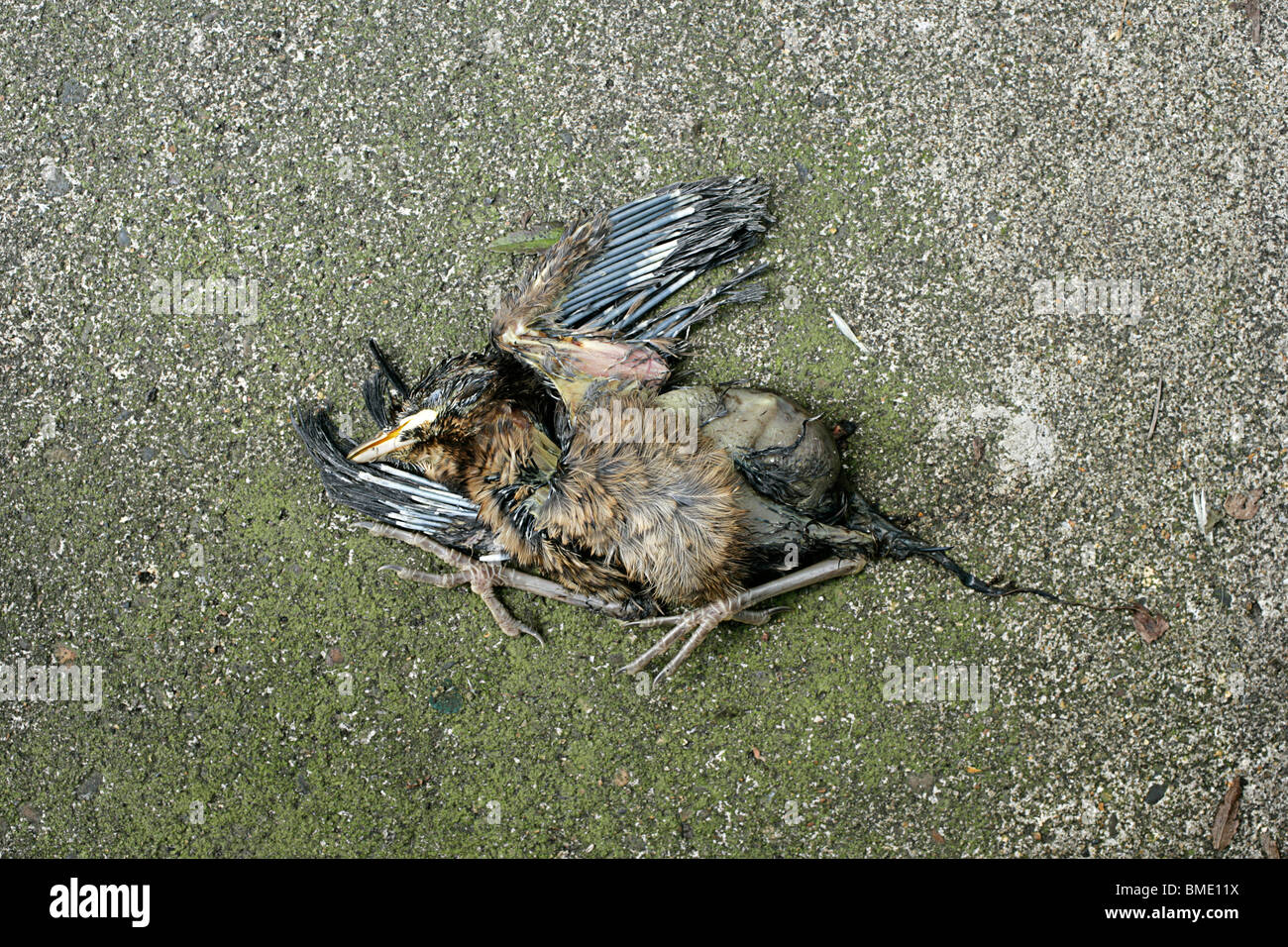 Baby blackbird which has fallen from its nest onto a patio and died in ...