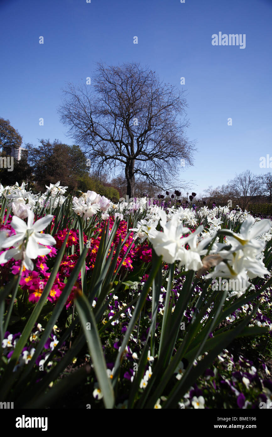 Hyde park london flowers hi-res stock photography and images - Alamy