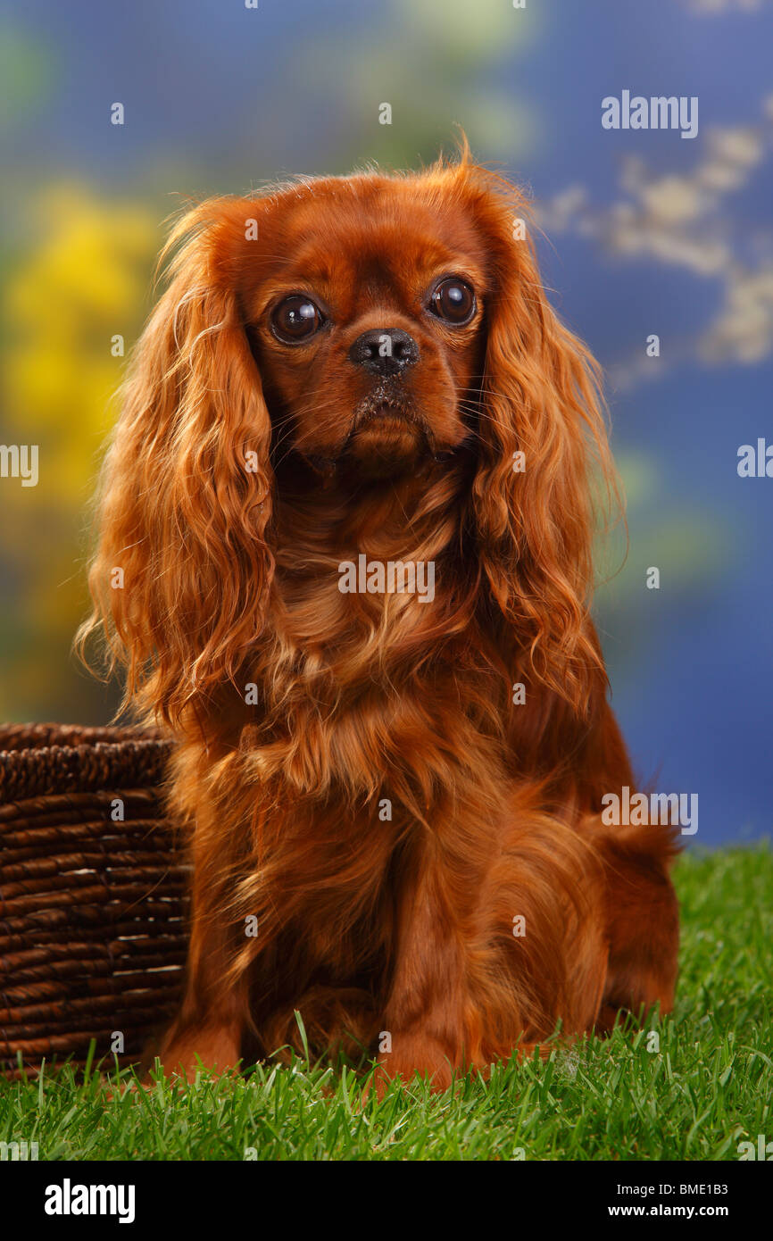 Cavalier King Charles Spaniel, ruby Stock Photo - Alamy