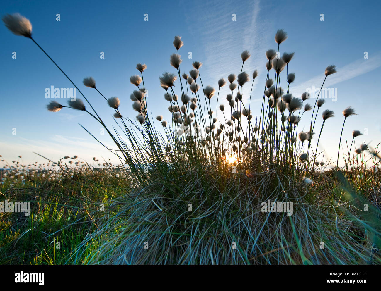 Clump of cotton grass on moorland Stock Photo - Alamy