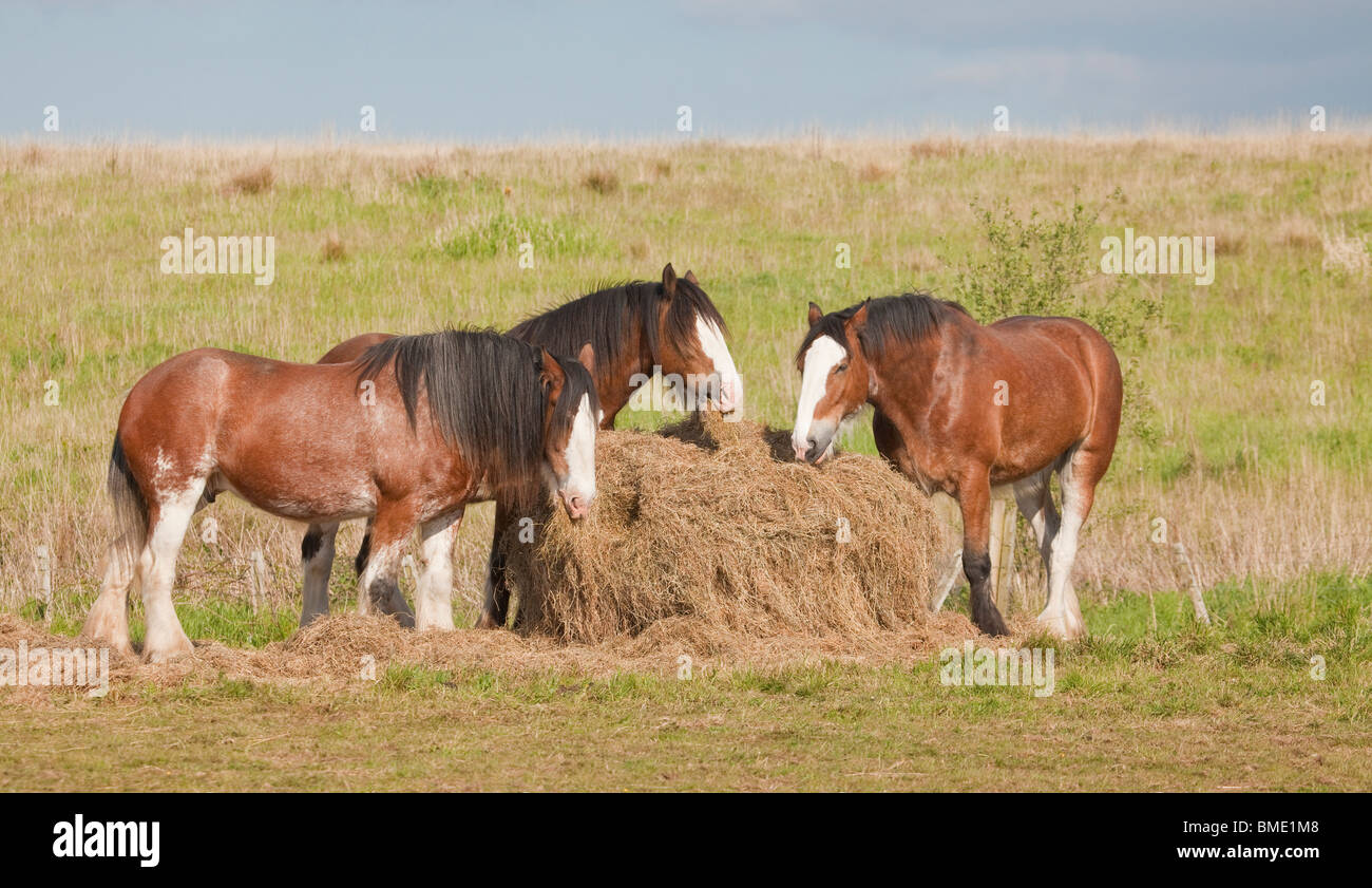 Three Clydesdale horses eating hay from a haystack in a field in North ...