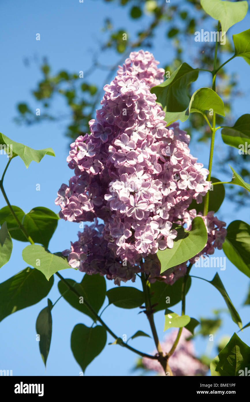 Buddleia davidii hi-res stock photography and images - Alamy