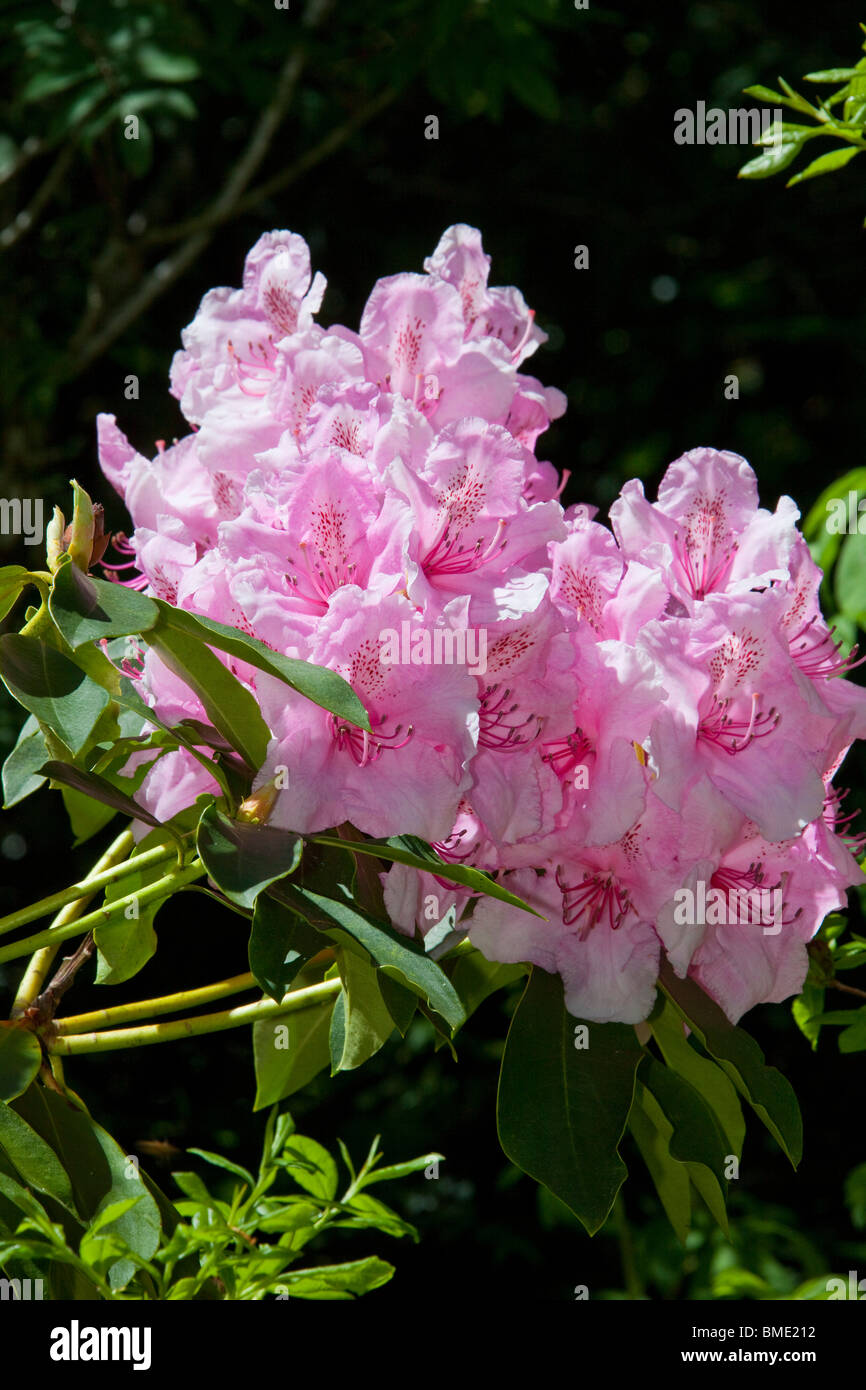 Pink Rhododendron flowers in May. vertical 107117 Rhododendrons Stock ...