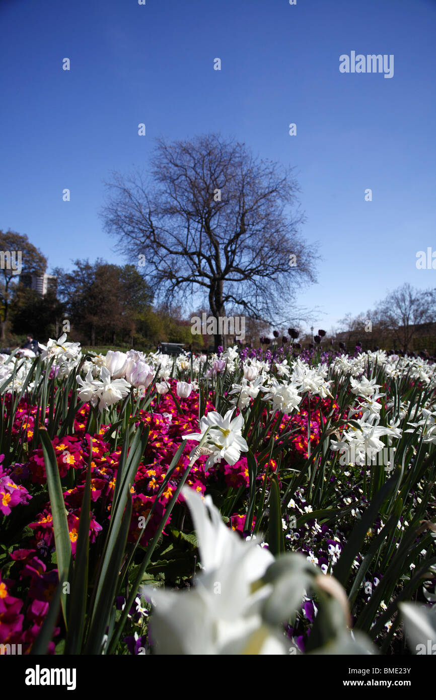 Hyde park london flowers hi-res stock photography and images - Alamy