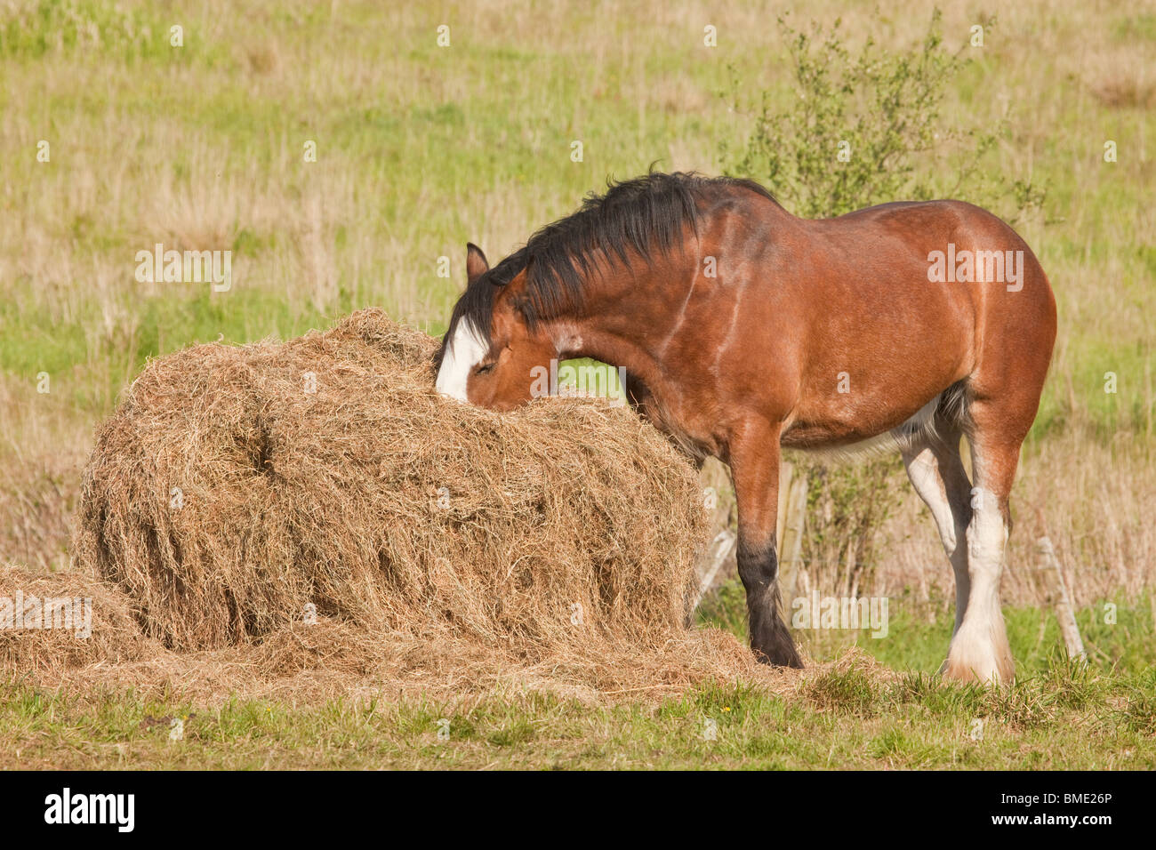 Clydesdale horse with his face in a haystack in a field in North ...
