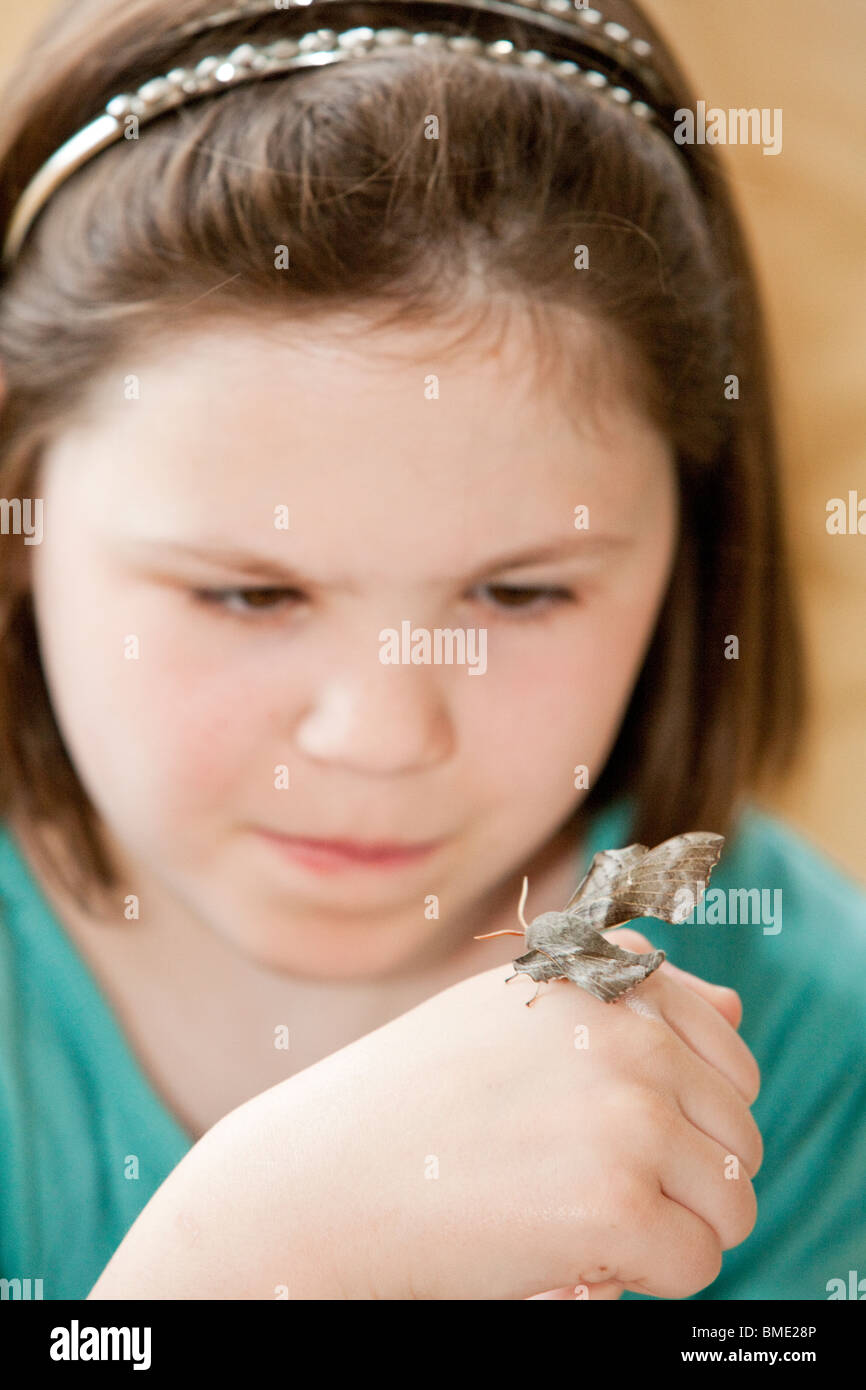 Young girl closely studying a poplar hawk moth on her hand Stock Photo ...