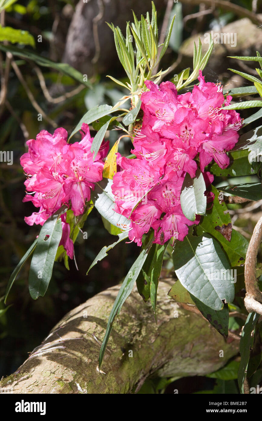 Pink Rhododendron flowers in May. vertical 107123 Rhododendrons Stock ...
