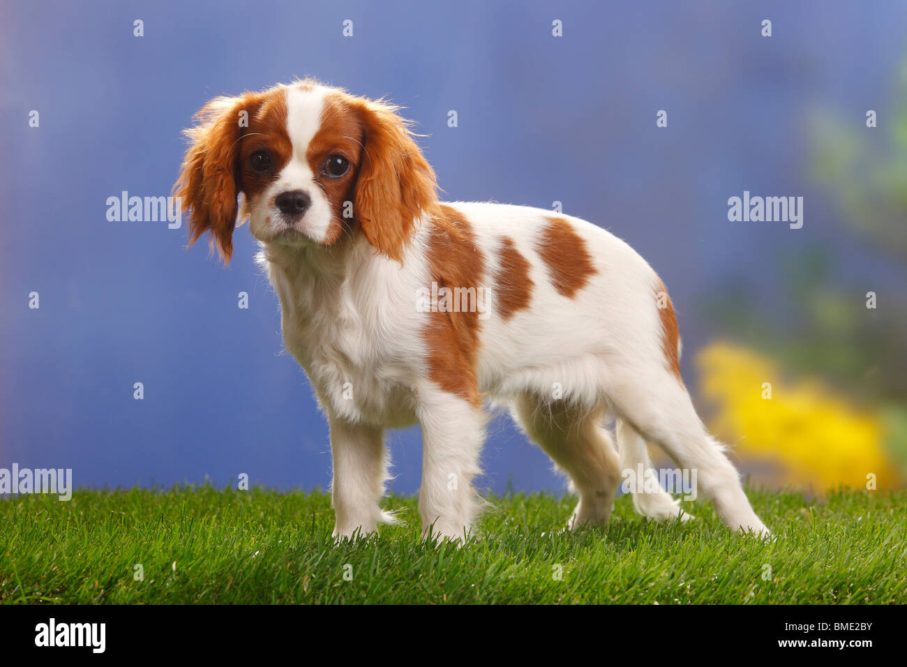 King Charles Cavalier Blenheim
