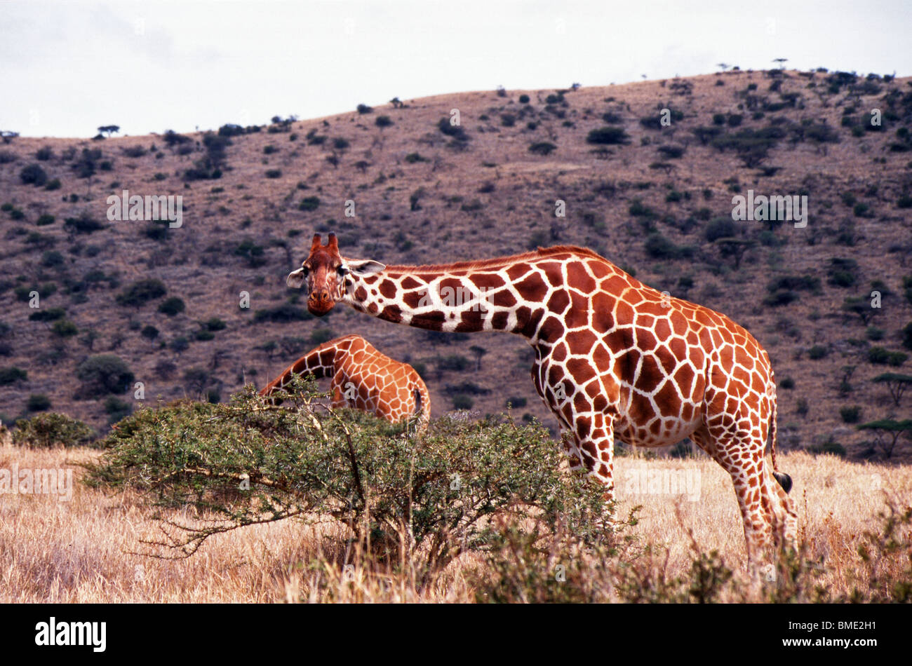 Lewa downs kenya hi-res stock photography and images - Alamy
