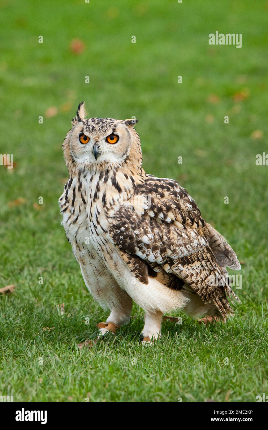 Tethered Eagle Owl, North Yorkshire, England Stock Photo - Alamy