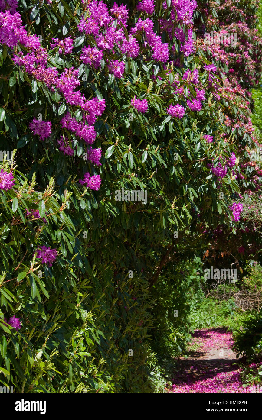 Pink Rhododendron flowers in May. vertical 107111 Rhododendrons Stock ...