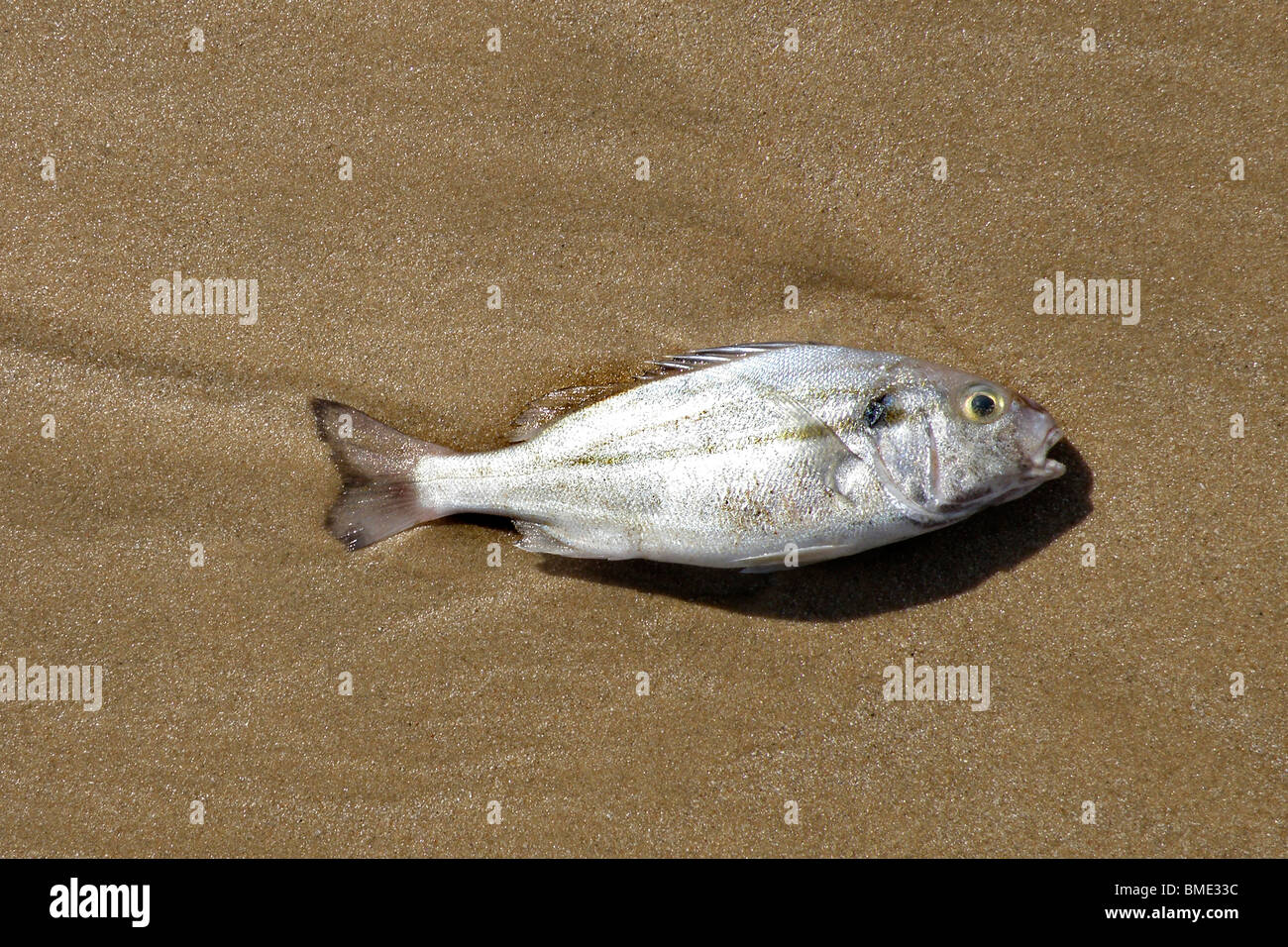 Fish on the beach, Sultanate of Oman Stock Photo - Alamy